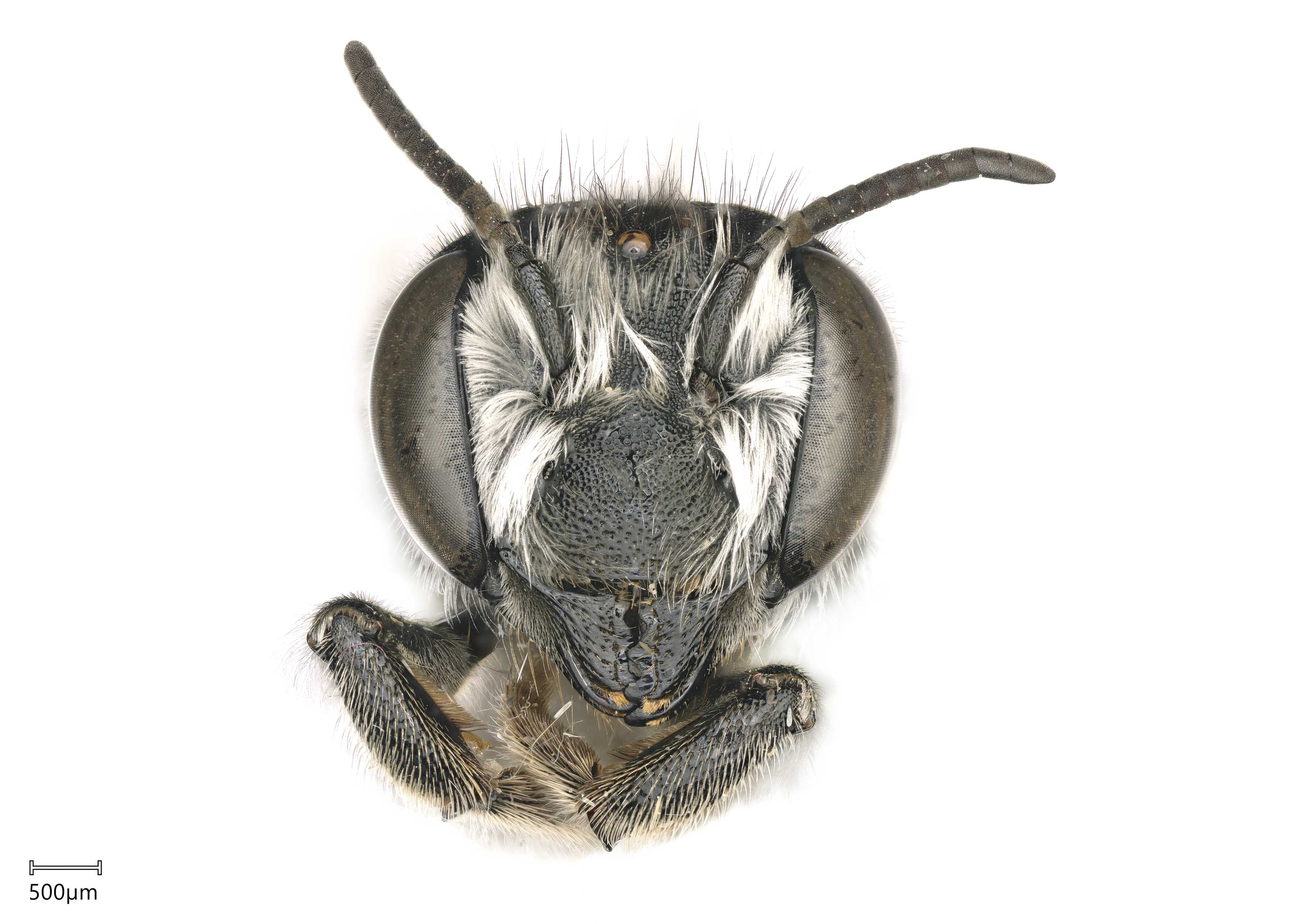 Megachile #40; Litomegachile #41; | Exotic Bee ID